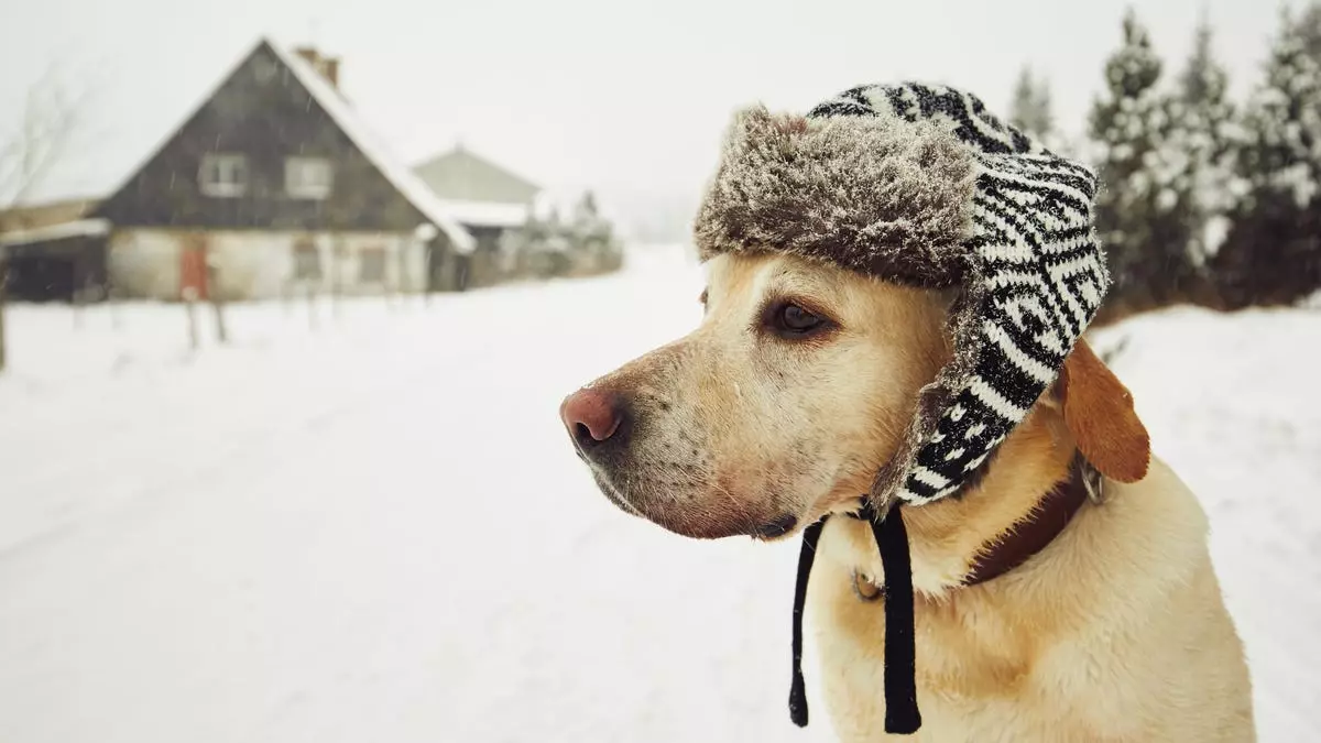 Aká zima je pre psa „zima“?
